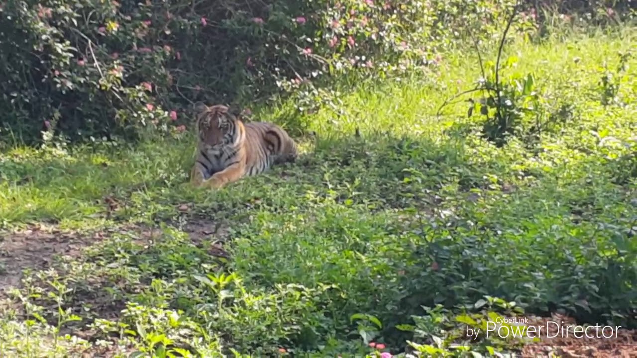 Tiger spotted while our trekking - YouTube