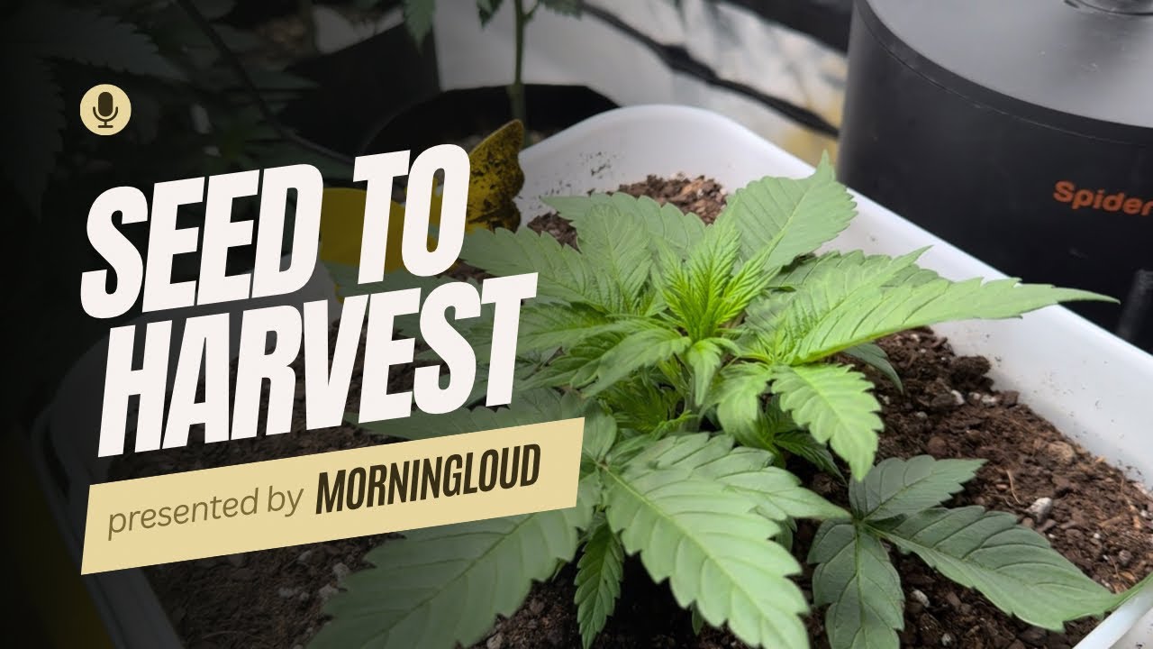Grow Cannabis as a Beginner EASY & Simple - YouTube