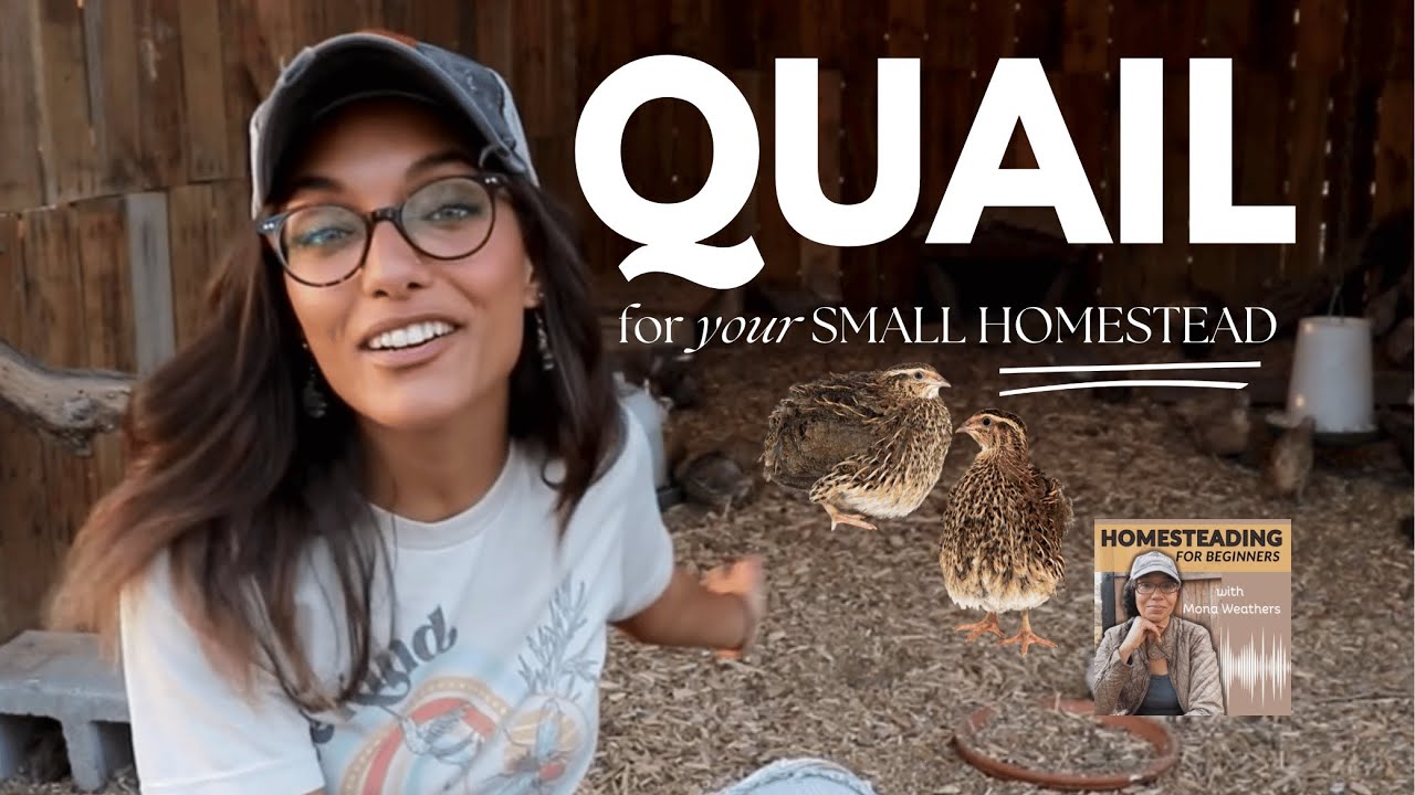 Raising QUAIL for Meat & Eggs. Perfect for the SMALL HOMESTEAD - YouTube