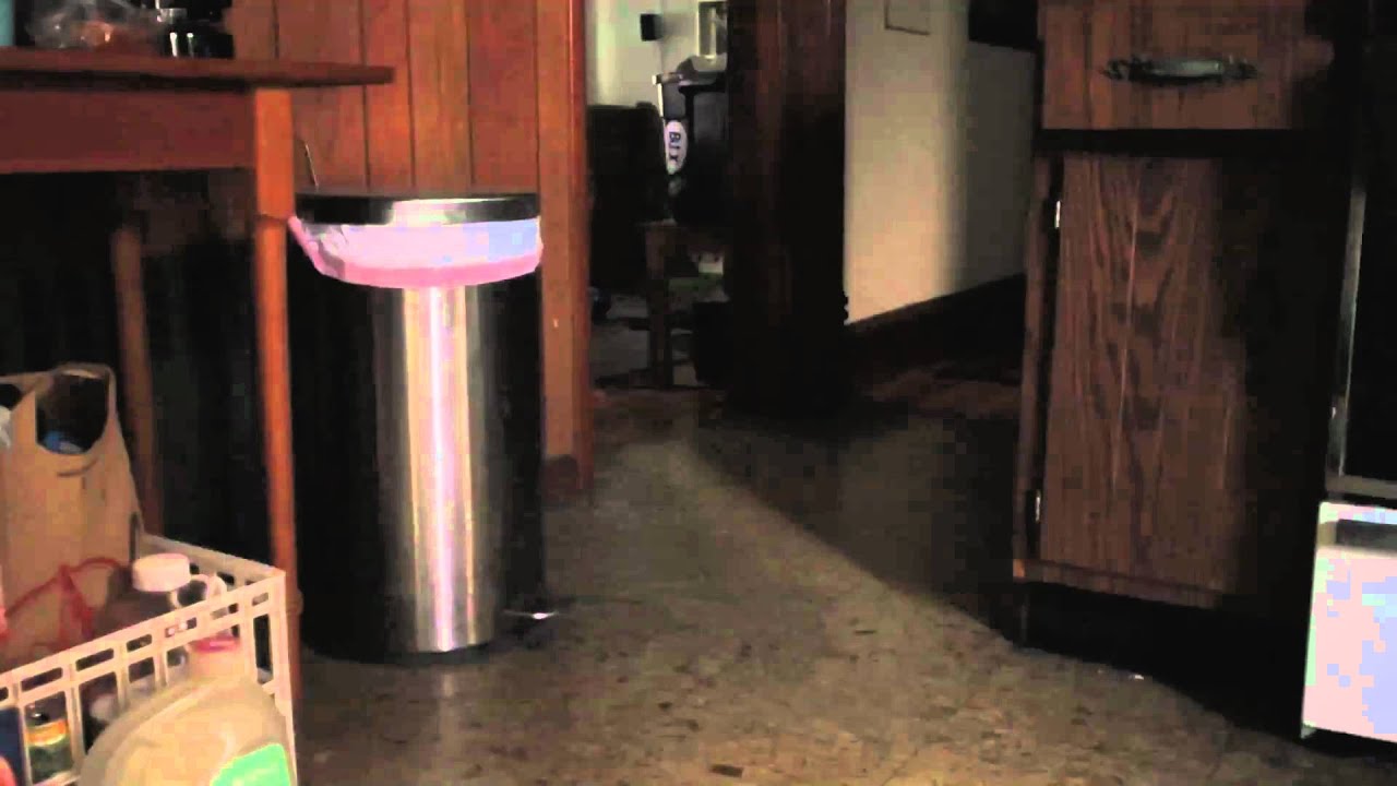 Felis Sapiens - YouTube