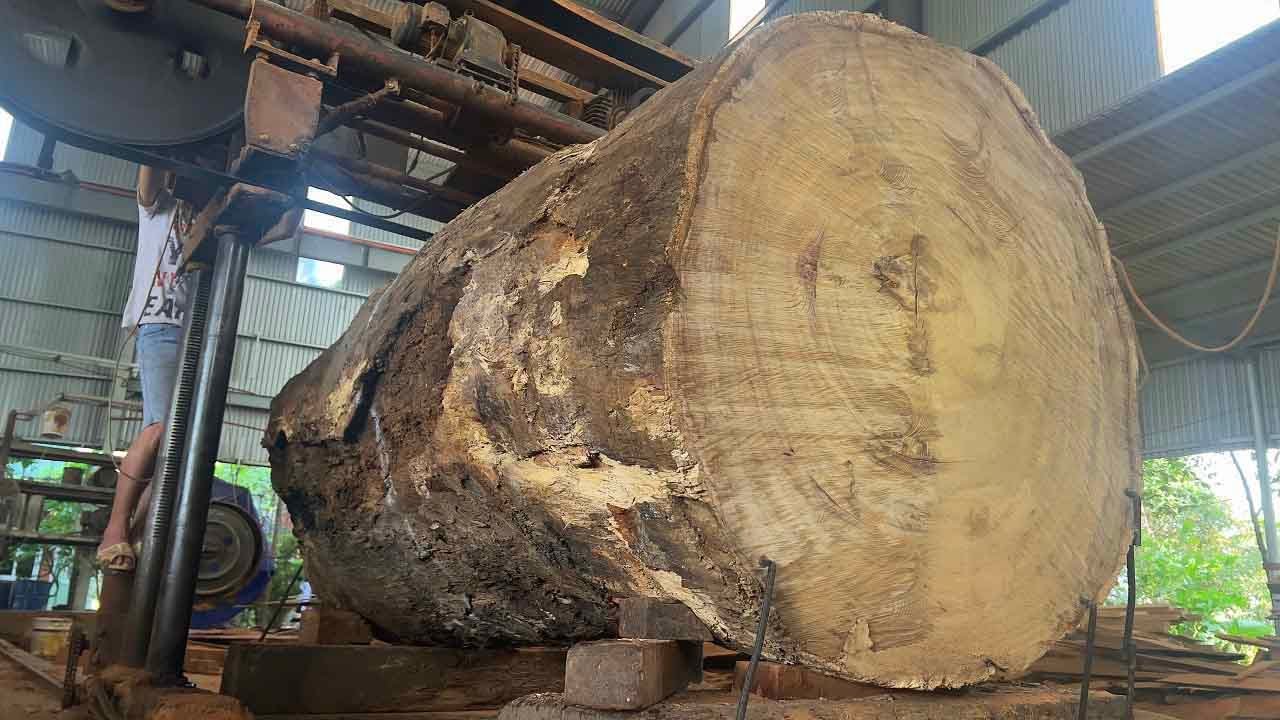 Walnut Wood Giant Biggest Saw Cutting Large Amount Of Wood ...