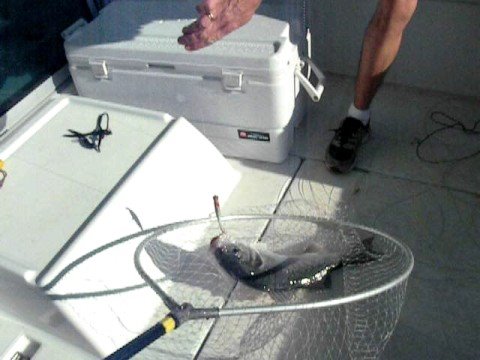 la loubine a papou - YouTube