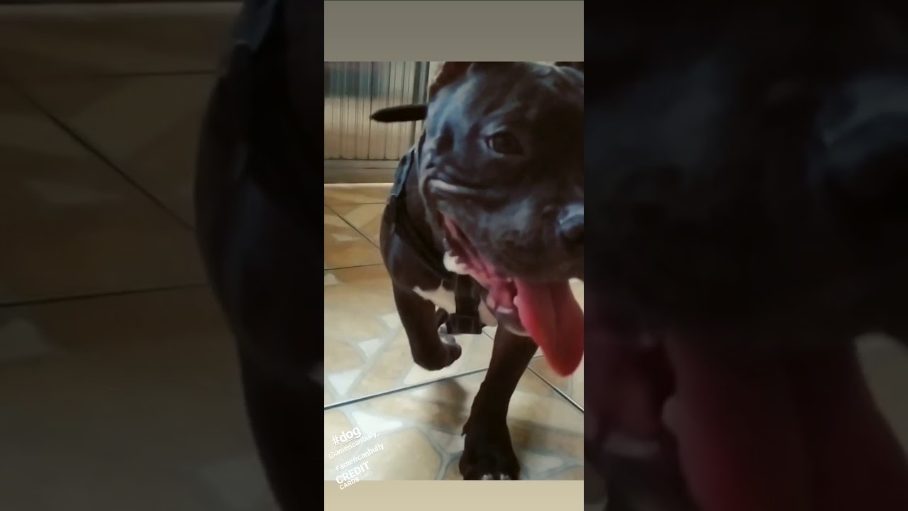 American bully 6 meses. Thor - YouTube