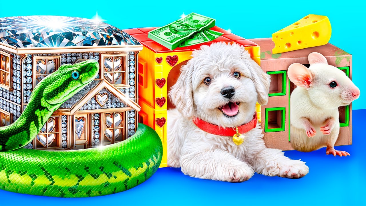 Poor vs Rich vs Giga Rich! We Build a Secret Room for Pets! - YouTube