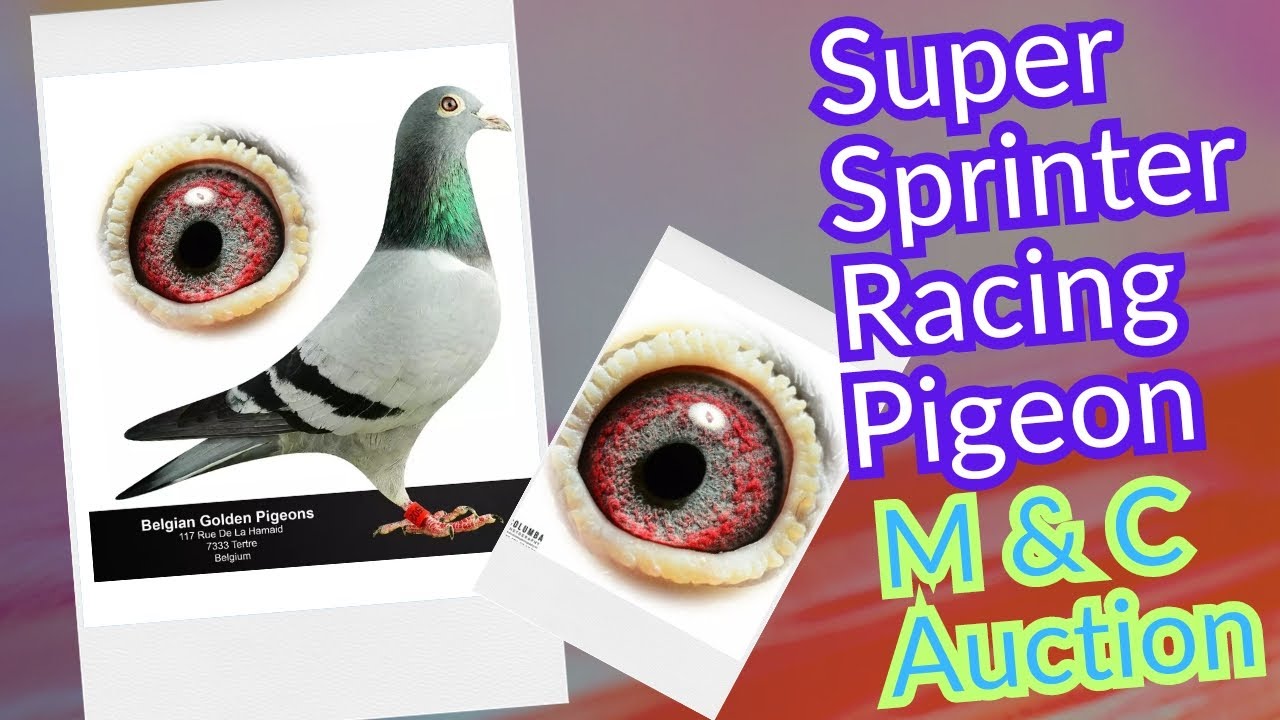 Super Sprinter Racing Pigeon Grandchild Of Olympic Rico For Sale In M ...