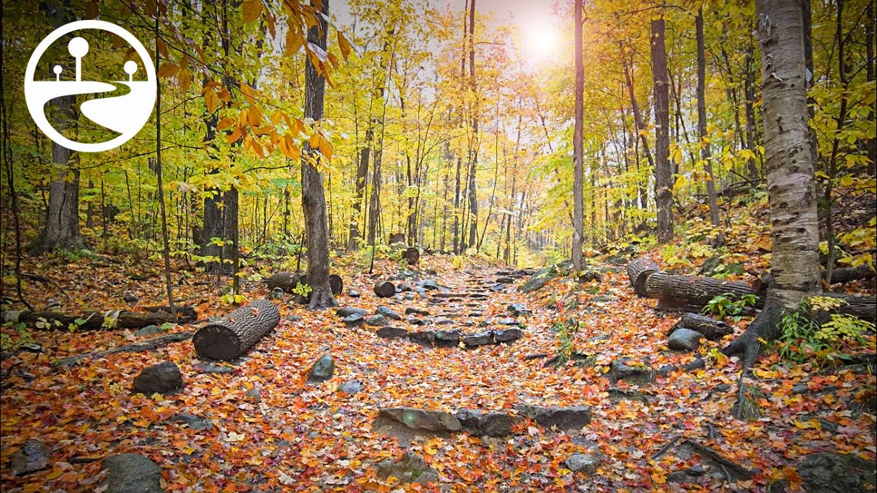 Relaxing Fall Forest Walk in the Rain - Binaural Nature Sounds for ...