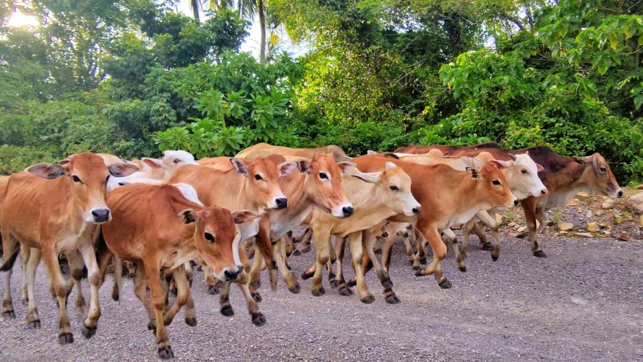 Sapi Lembu Jinak Berkeliaran di Jalan Berlari Pulang Menuju Kandang ...