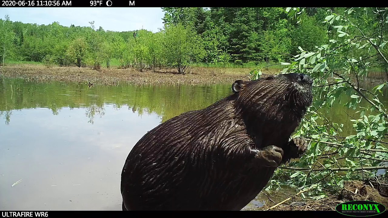 Amik (Beaver) - YouTube