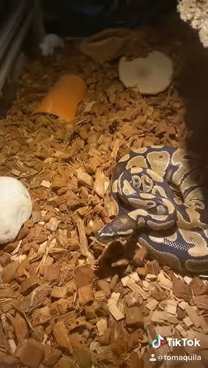 Attaque d'un python royal sur une souris vivante - YouTube