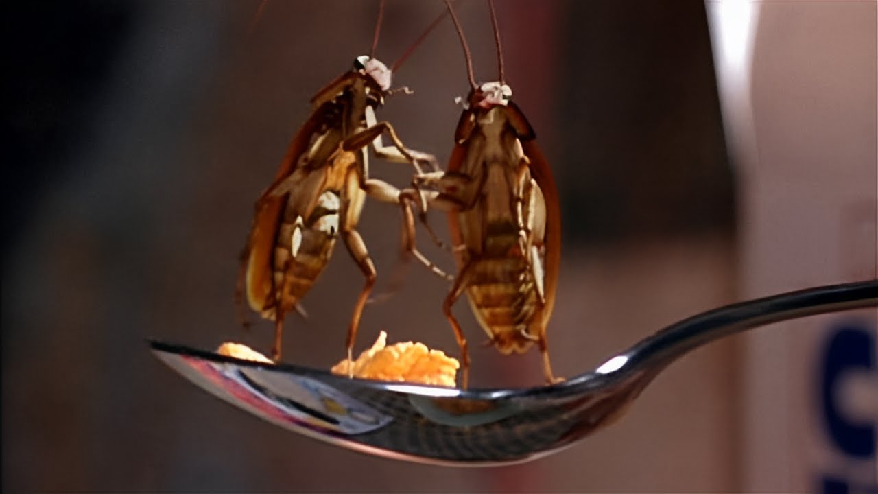 Insect Surfers - Insect Stomp - YouTube