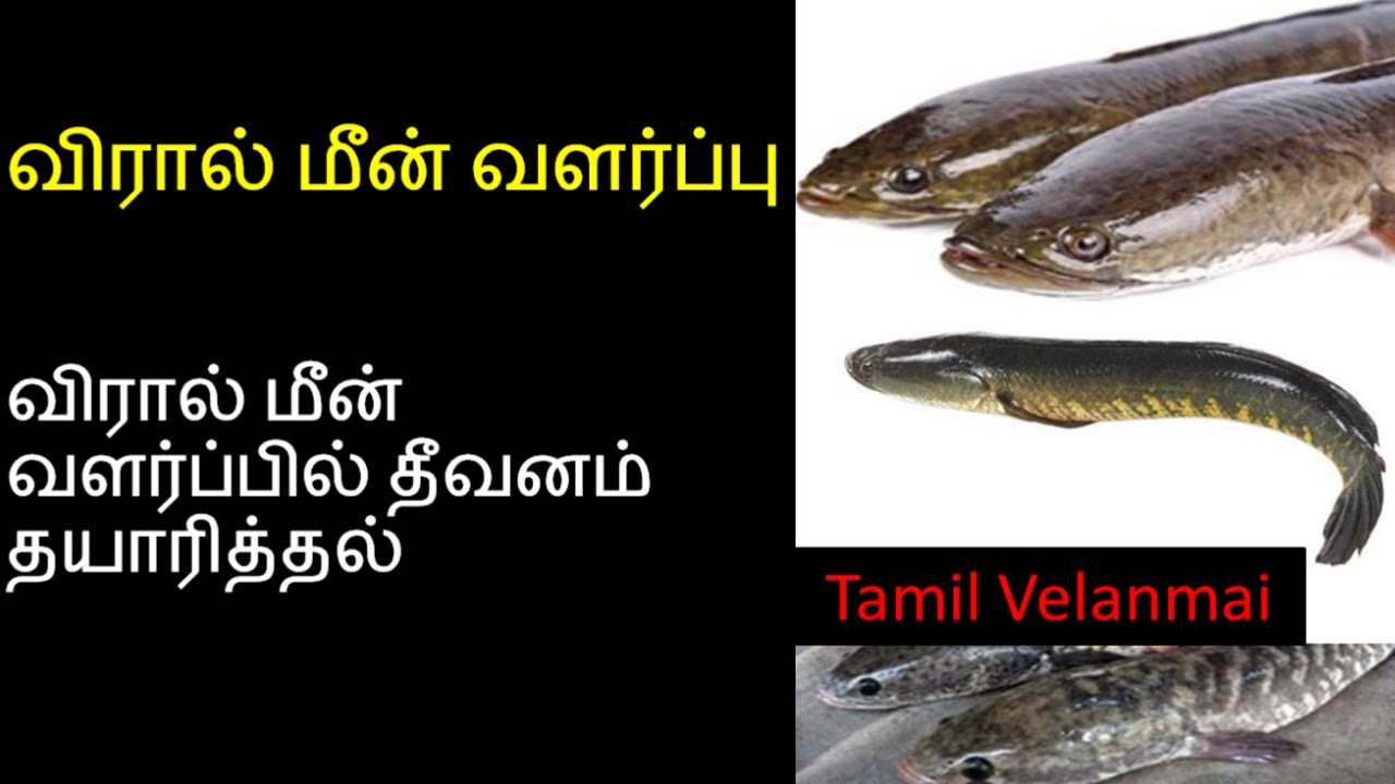 VIRAL MEEN VALARPU || விரால் மீன் வளர்ப்பில் தீவனம் தயாரித்தல் || Tamil ...