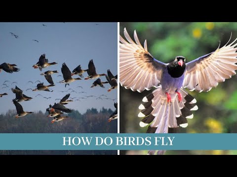 Why do birds fly together? The incredible phenomenon explained