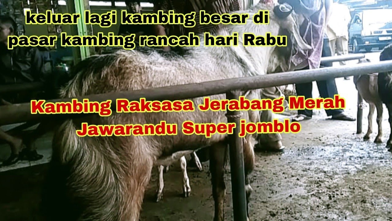 Kambing Raksasa Jerabang Merah keluar lagi di pasar kambing rancah hari ...