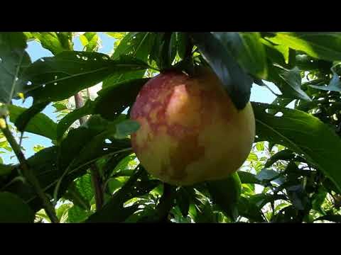 Слива Байрон Голд - YouTube