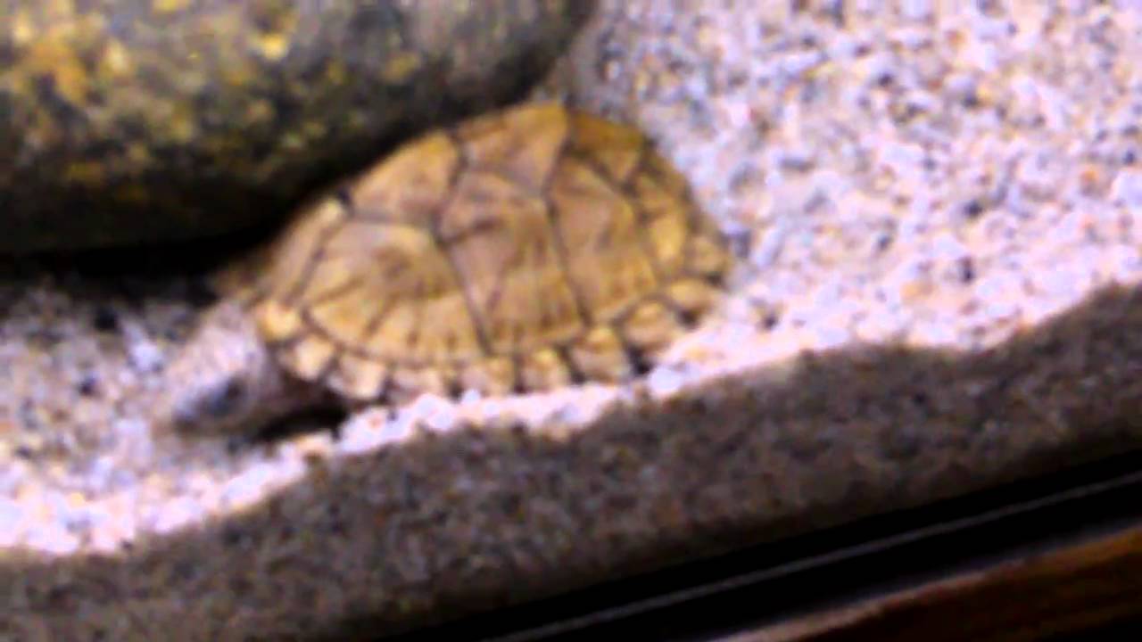 90 Gallon Acrylic turtle tank with sand and 4 Peppered Cory catfish ...