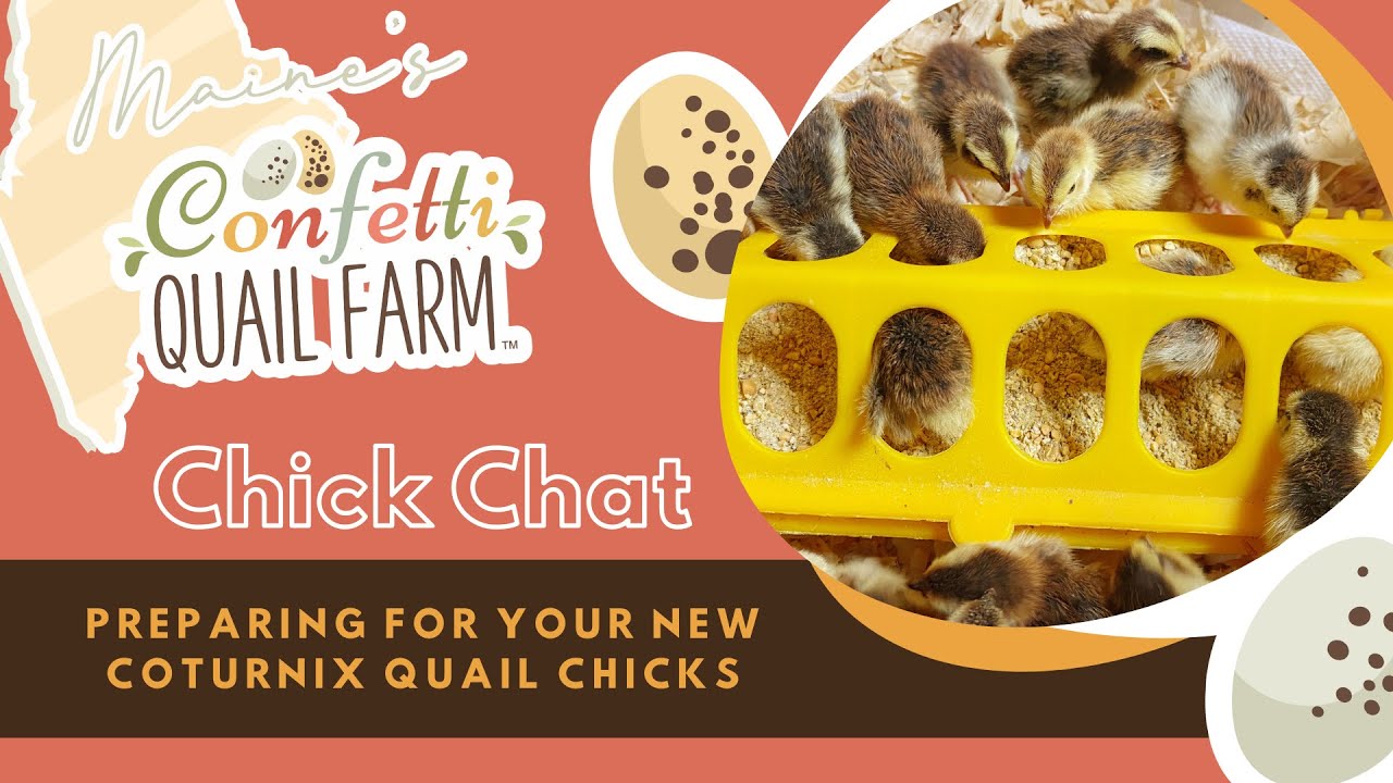 Preparing for your NEW Coturnix Quail chicks! Maine's Confetti Quail ...