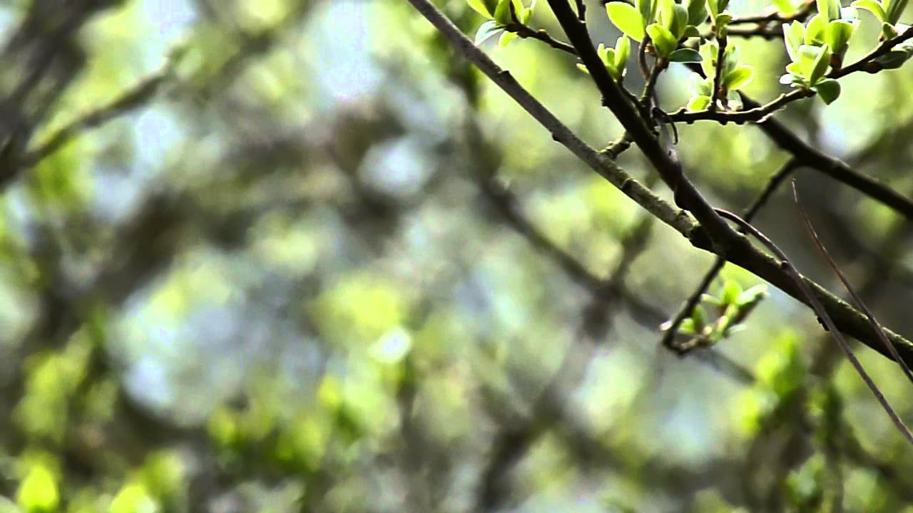 Siberian Chiffchaff call and mixed song - YouTube