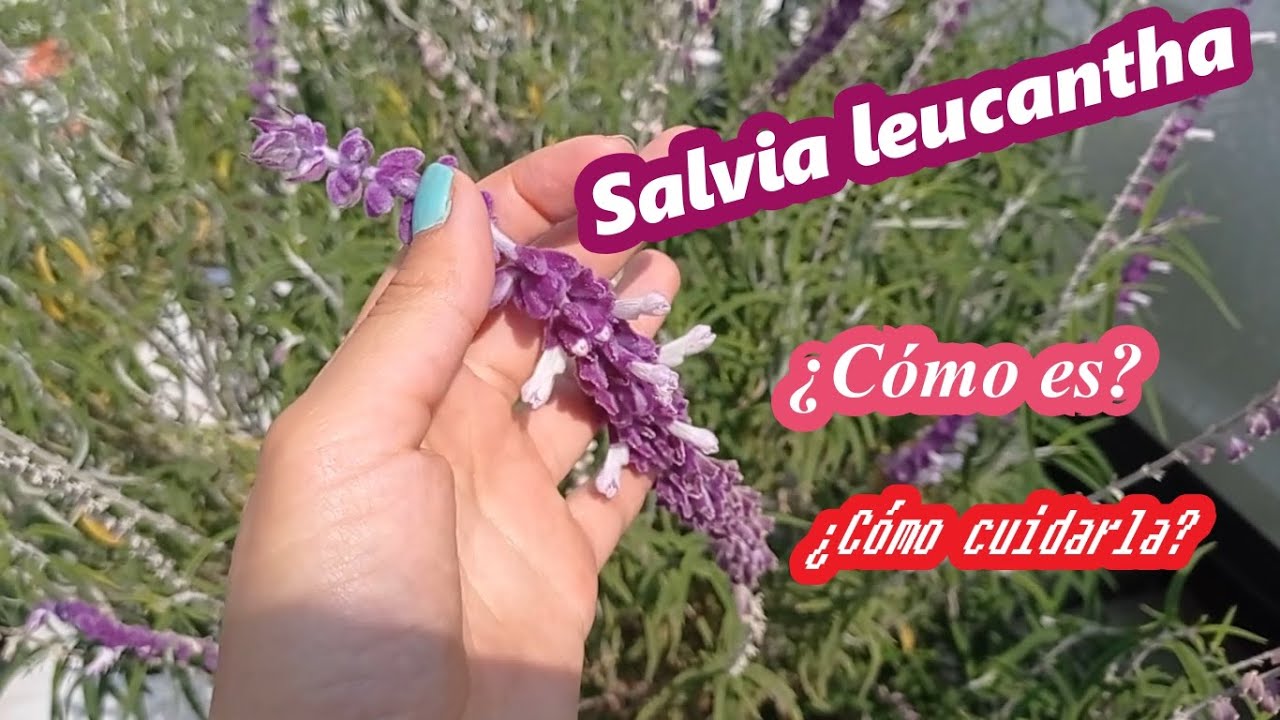 SALVIA LEUCANTHA "Cordoncillo" una planta aromática, características ...