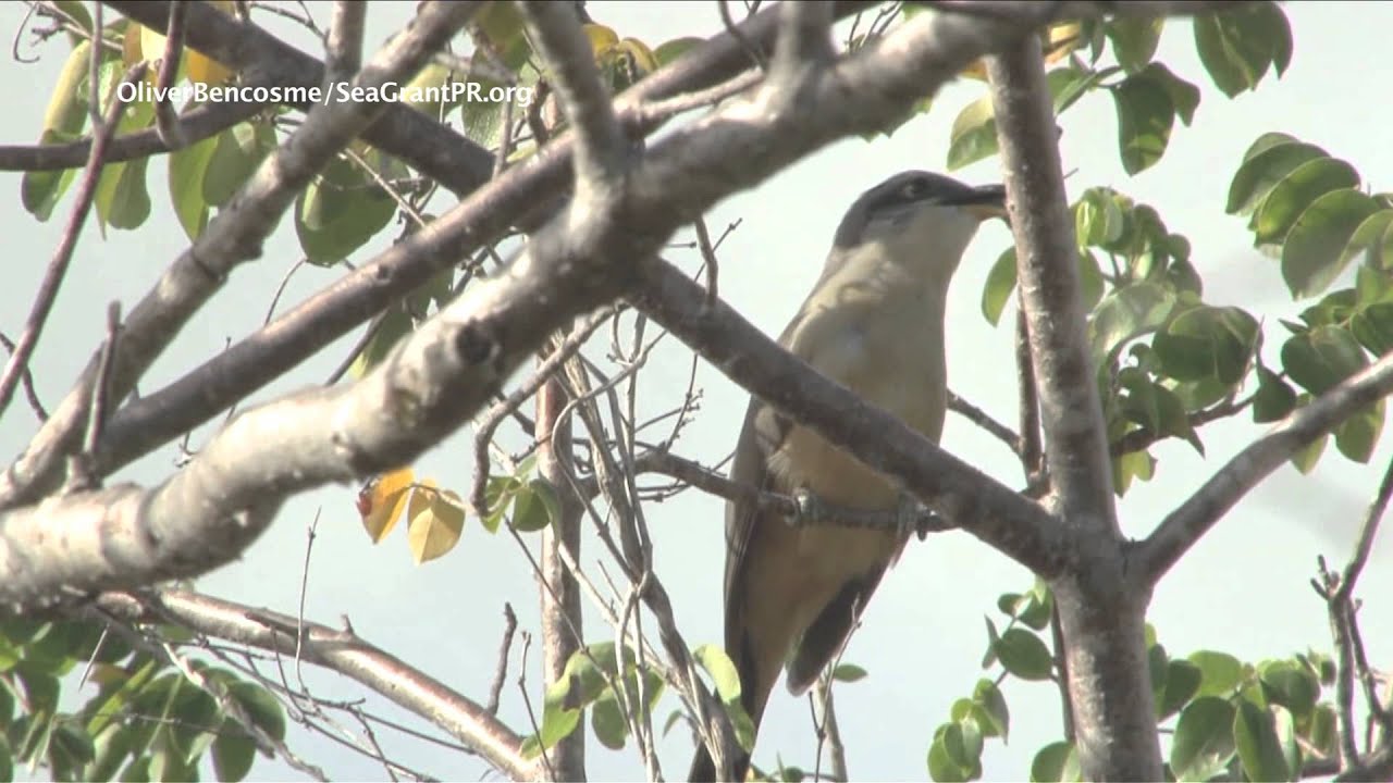 Cuclillo manglero "The Mangrove Cockoo" - YouTube