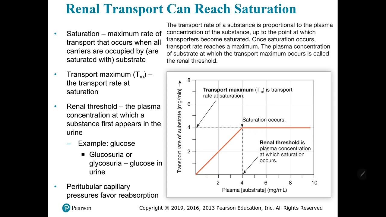 PHYS Chapter 19 The Kidneys (Renal Physiology) Part 2 - YouTube