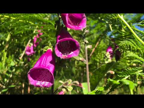 [4.Méthode d'Ancrage par Frederique Austruy] "Méditation" - YouTube