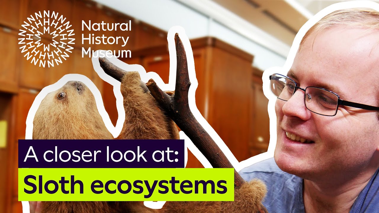 A closer look at the mini ecosystems on sloths - YouTube