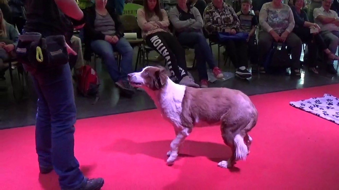 Maylee, Trick und Movie Dog Casting auf der Mein Hund Ravensburg 2017 ...