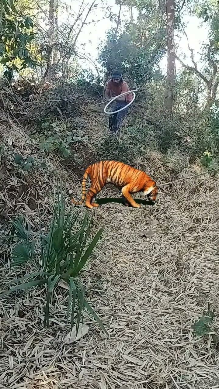 catching tiger - YouTube