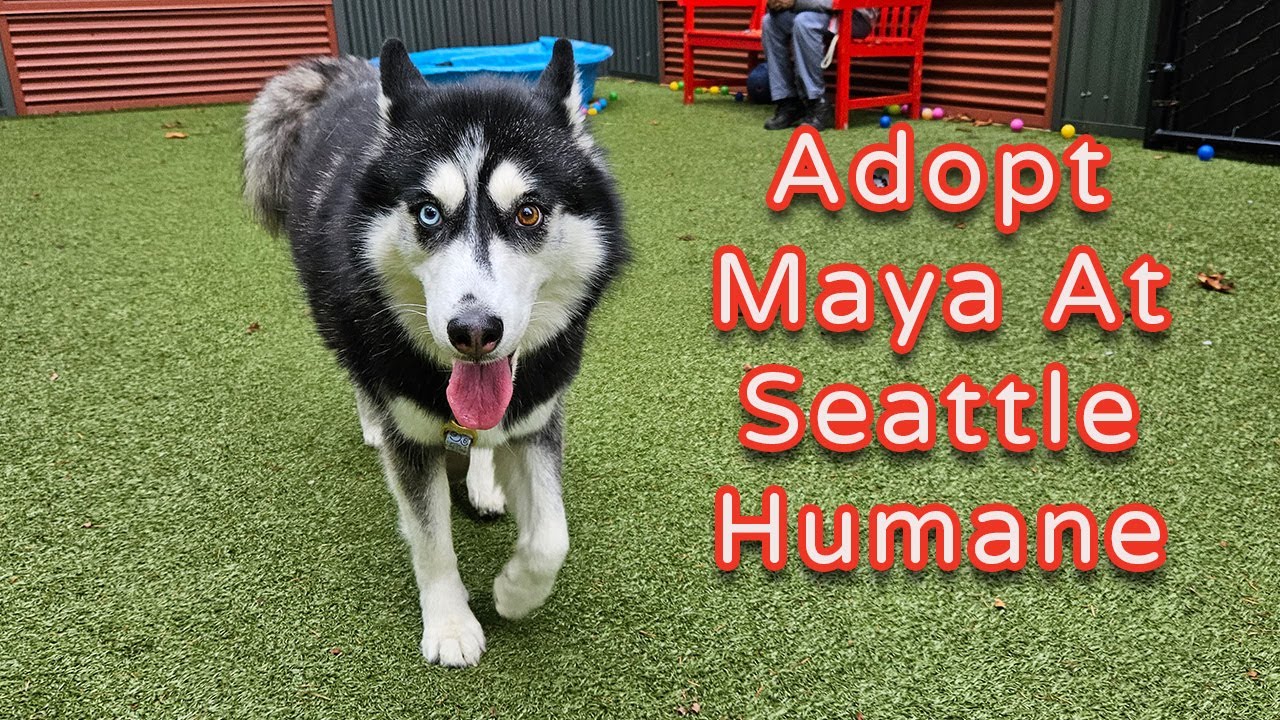 Adopt Maya at Seattle Humane - YouTube