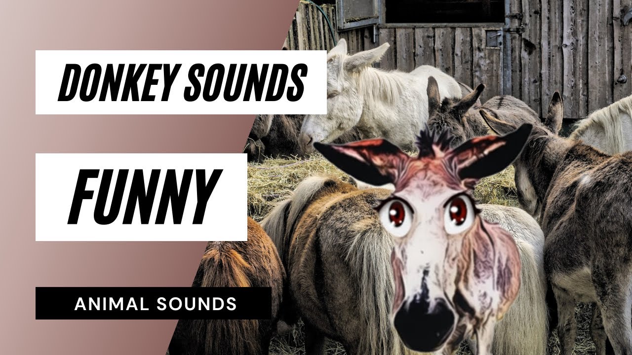 donkey sounds funny - donkey sounds, donkey ringtone, donkey bray sound ...