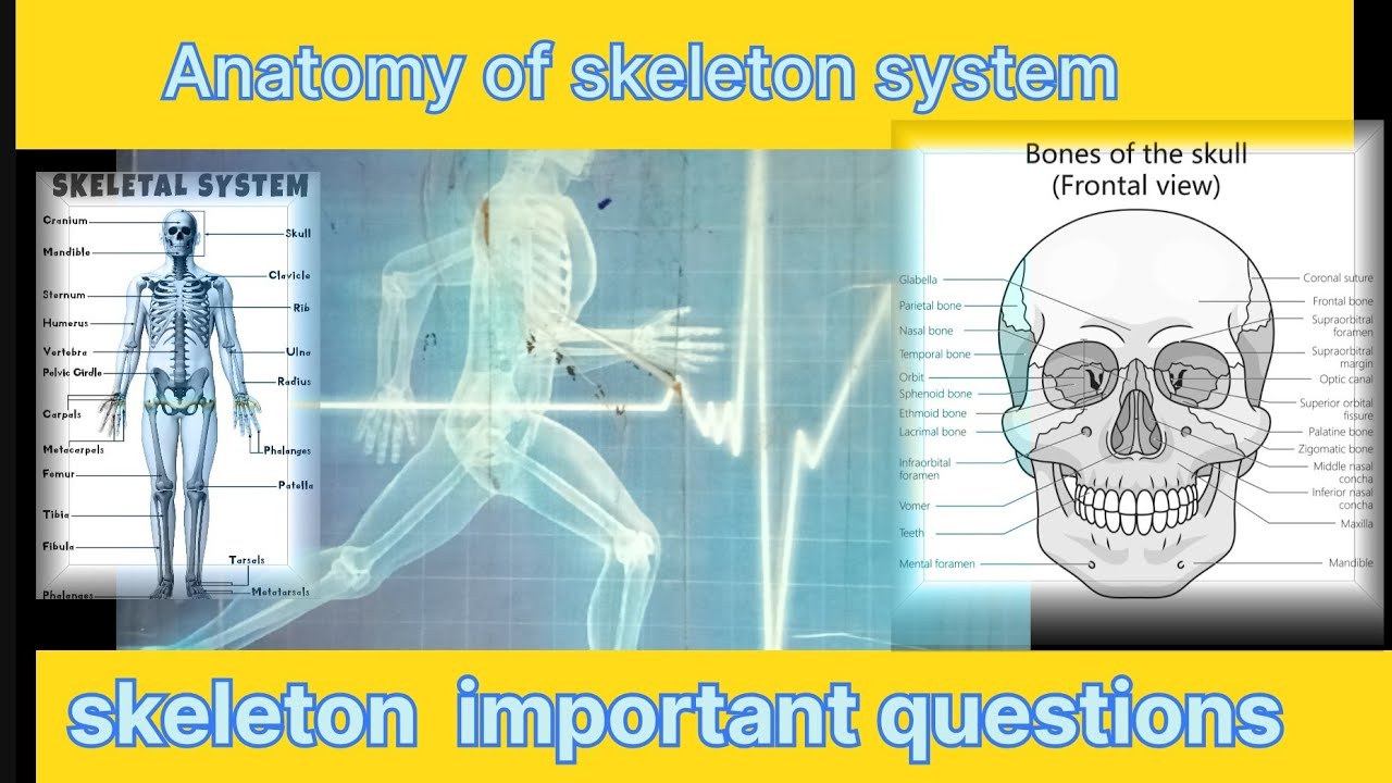 🧐 Skeleton ll Anatomy Live classes# shorts# shortstream#viral# tranding ...