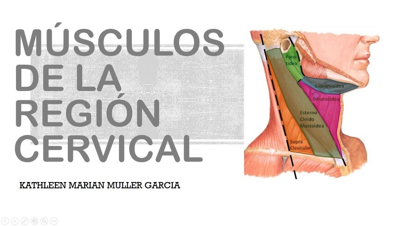 Músculos de la región cervical (Anatomía de cabeza y cuello) - YouTube