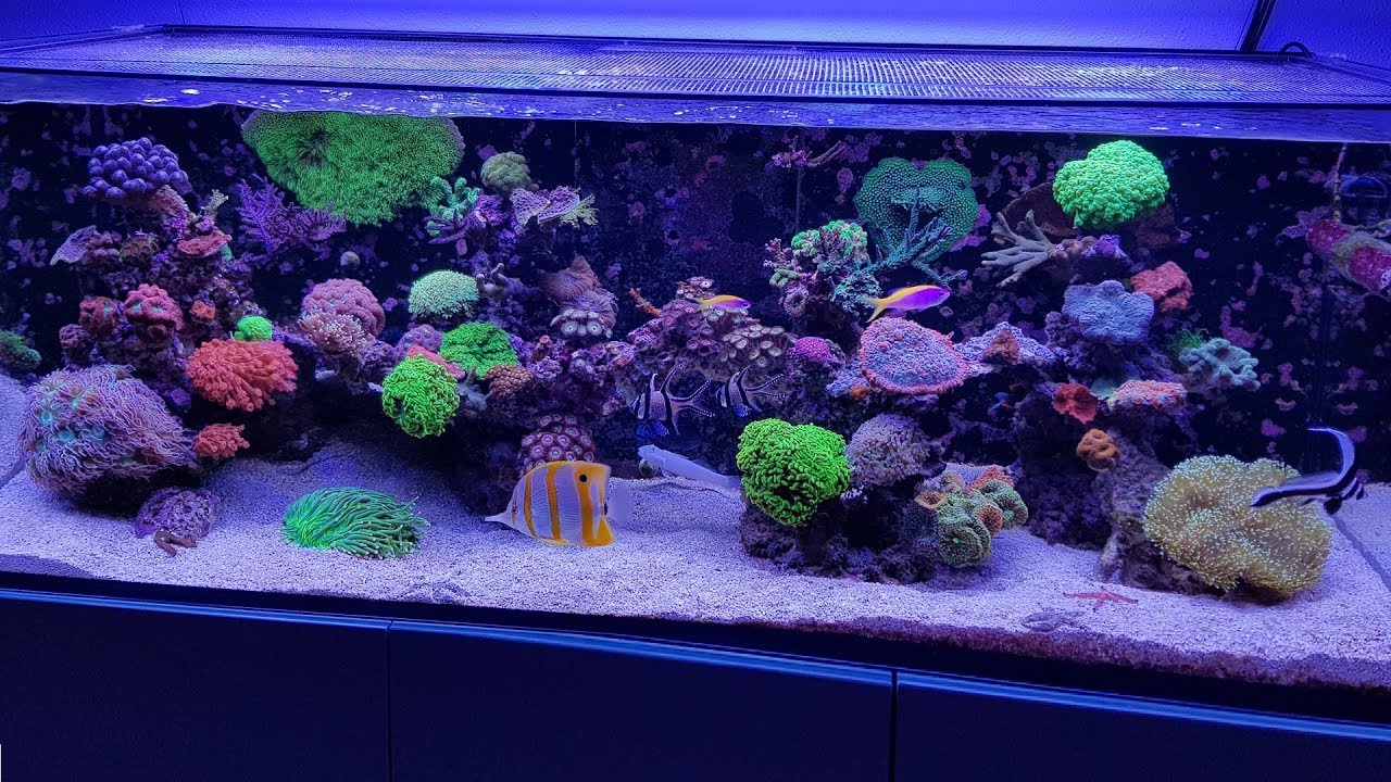 Tank Update | 10-2017 - Red Sea Reefer 525 XL - YouTube