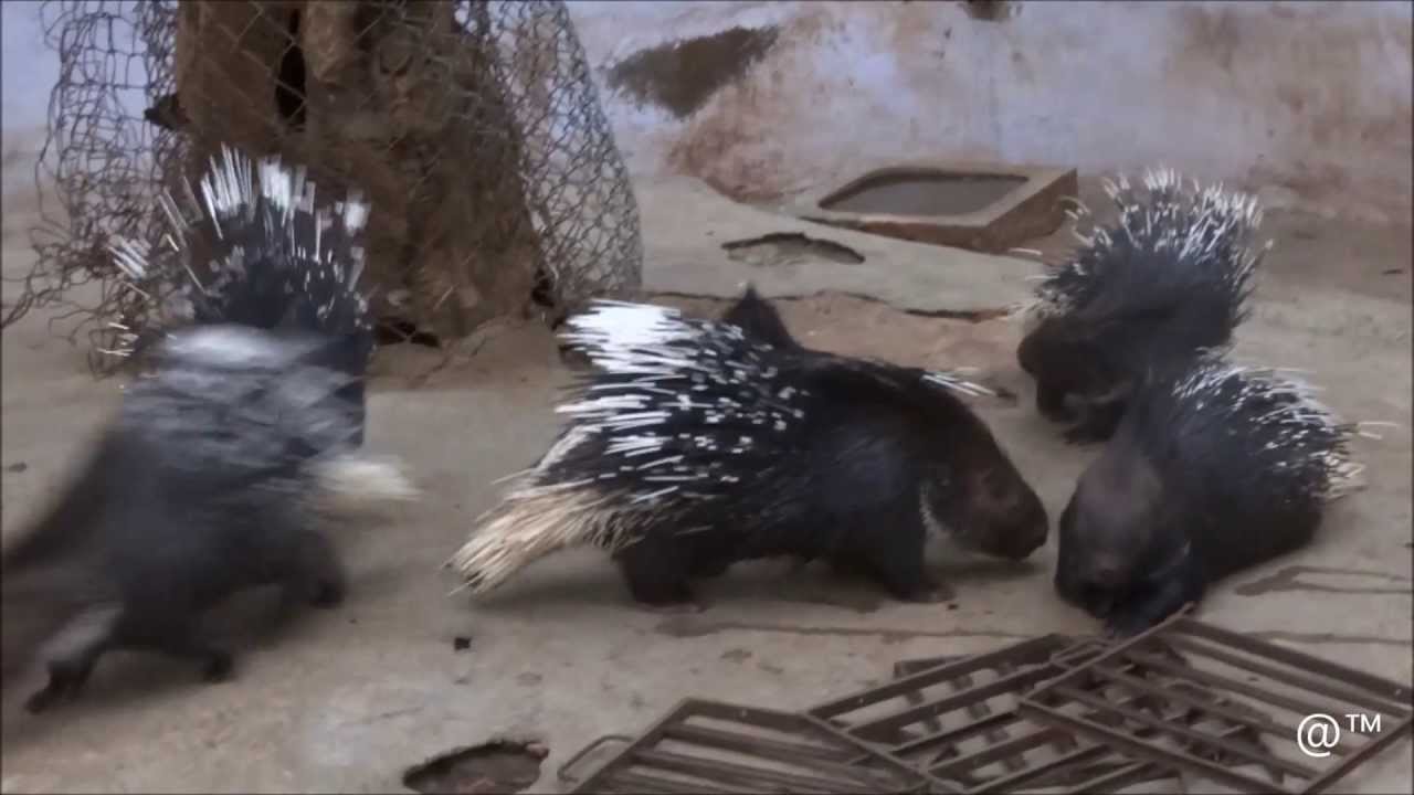 Wild Porcupine - Mullan Panni - YouTube