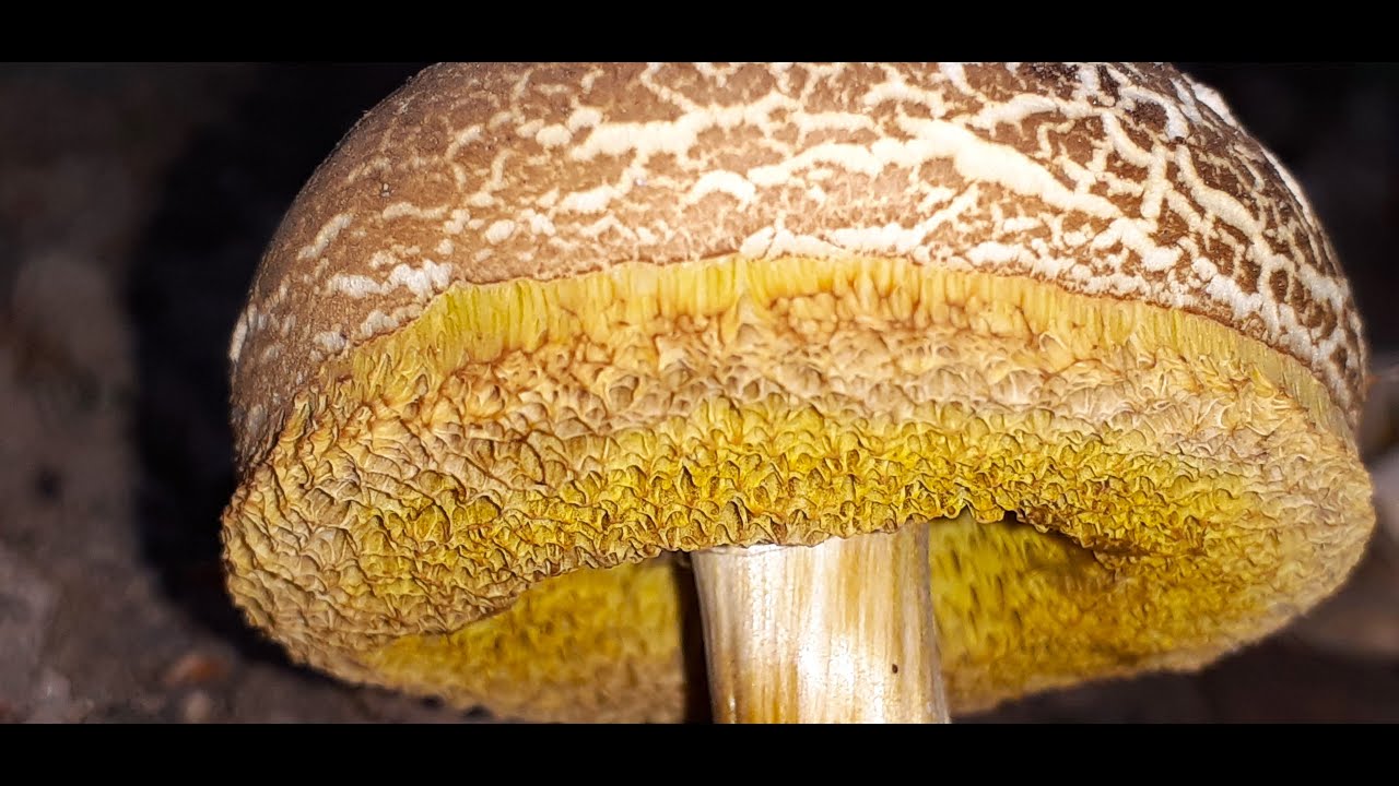 Xerocomellus Porosporus - Sepia Bolete - Glossy Bolete - Forest ...