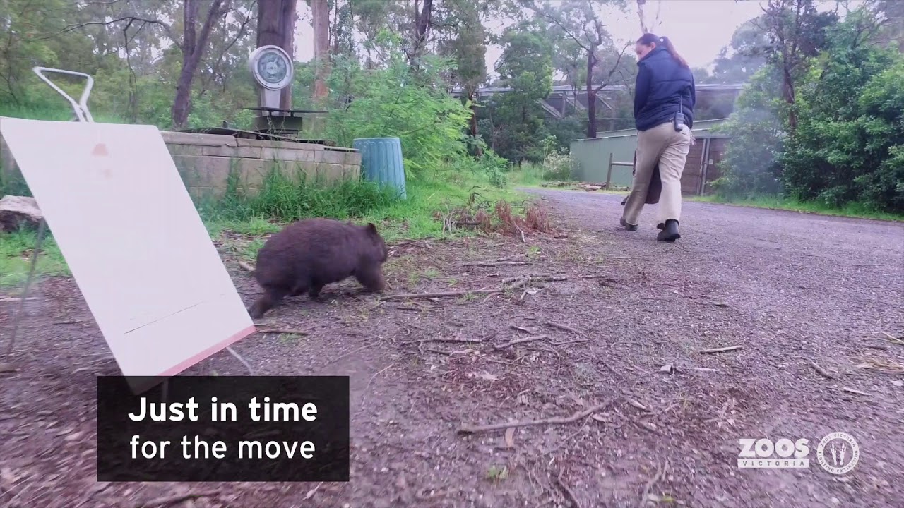 Gem the Wombat moving to her new home at Healesville Sanctuary - YouTube