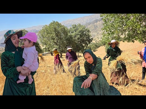 😭 A Lonely Nomadic Woman with a Broken Heart Went to Harvest Wheat! 🌾💔👶