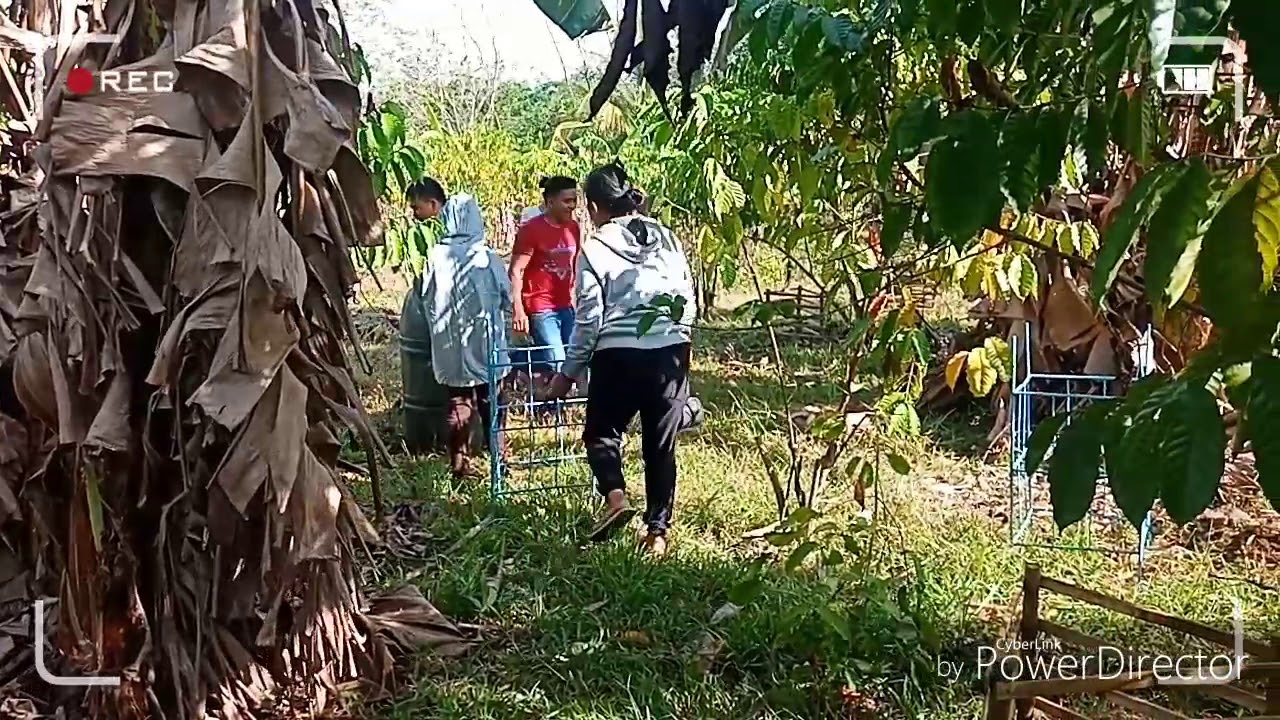 Mahalo School Fruit Tree Growing - YouTube