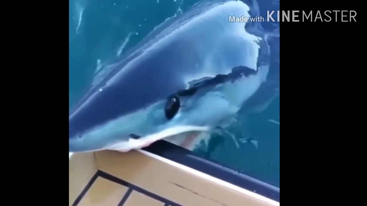 A beautiful, but terrifying shark biting into the back of a boat. - YouTube