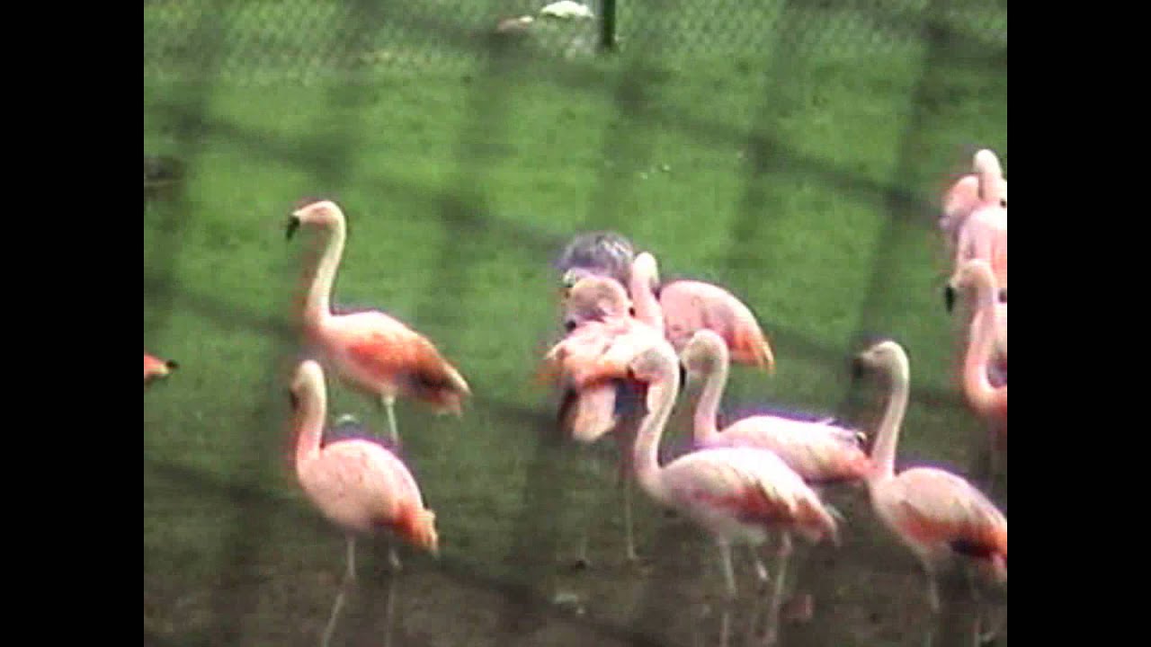 Chilean Flamingos at Longleat Safari Park - YouTube