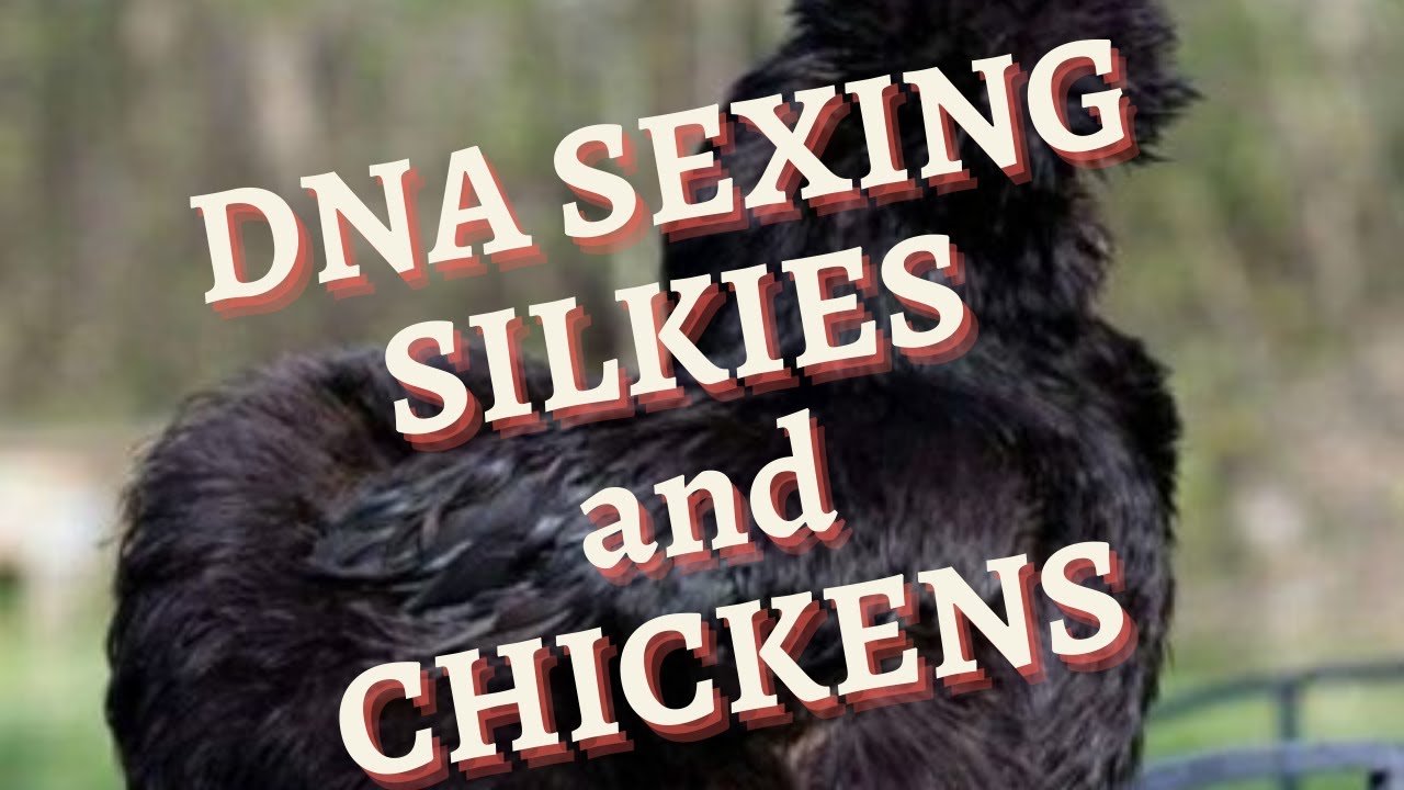 How to DNA test your birds! Silkies, Chickens and more - YouTube