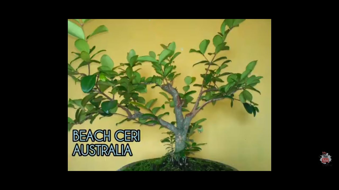 Bahan Bonsai Beach Ceri, Australian Beach Cedar Cherry - YouTube