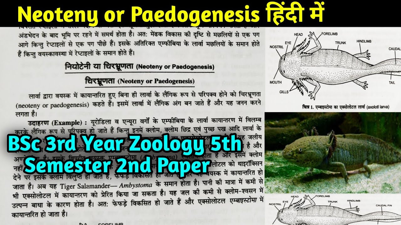 What is Neoteny || Paedogenesis || Axolotl Larva || BSc 3rd year ...