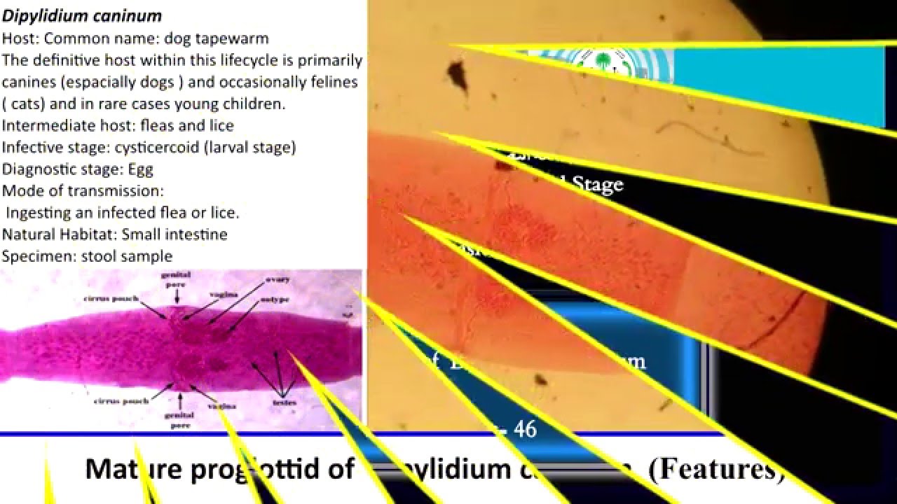 46 Practical Parasitology Mature proglottid of Dipylidium caninum - YouTube