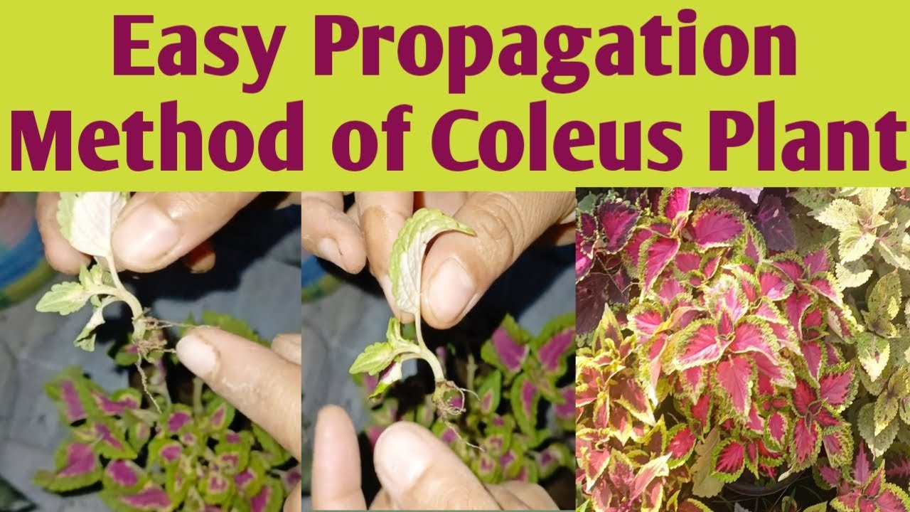 Very Easy Propagation Method Of Coleus Plant. How to grow coleus plant ...