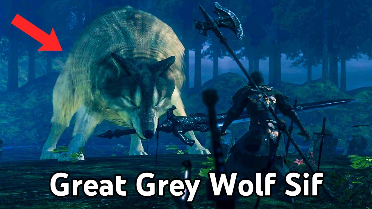 First Time Fighting Great Grey Wolf Sif EVER - YouTube