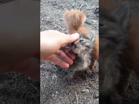 Sokakta Baktığım Yavru Kediler