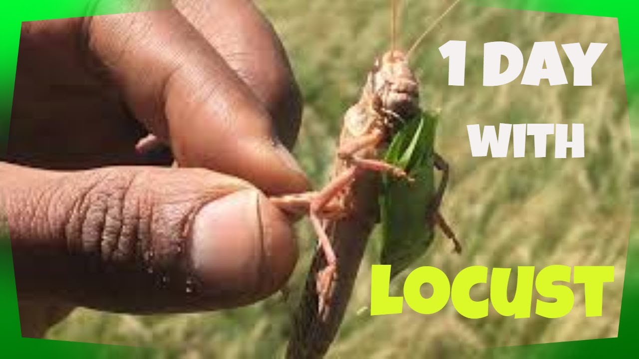spend 1 day with locust , Locust has 11-parts belly - YouTube