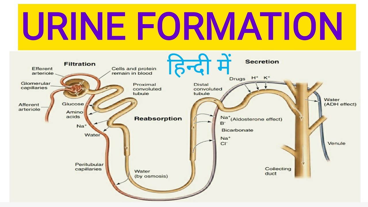 Mechanism of urine formation l human physiology l #urineformation - YouTube