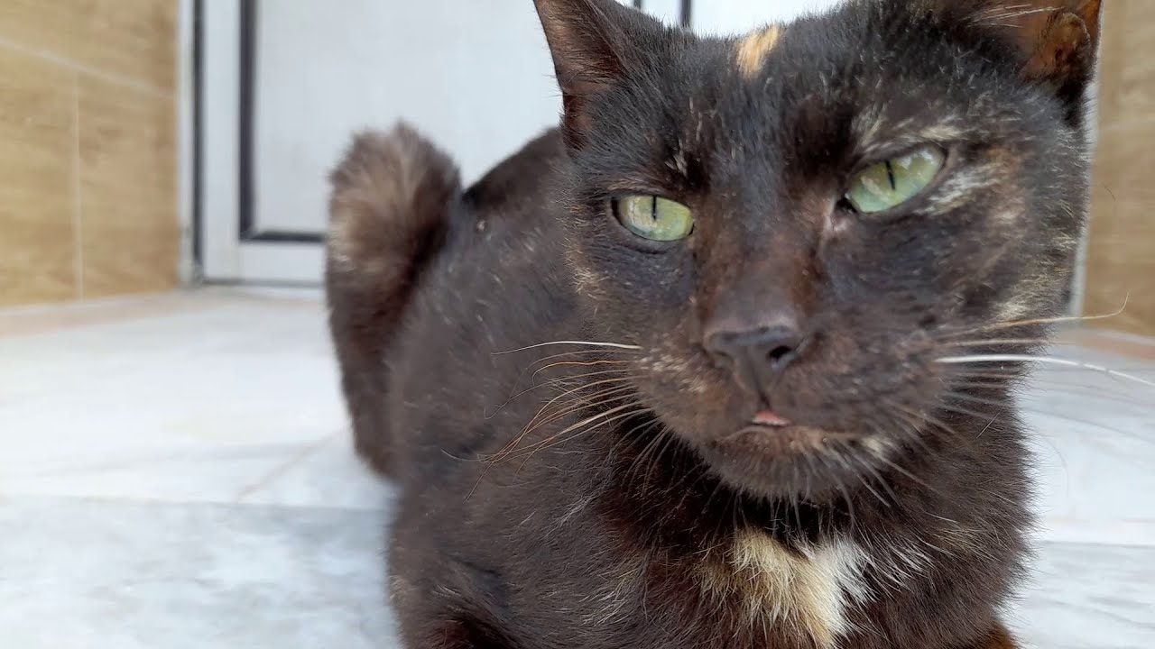 Hungry Cat Meowing . Cat Meowing Asking For Food - YouTube